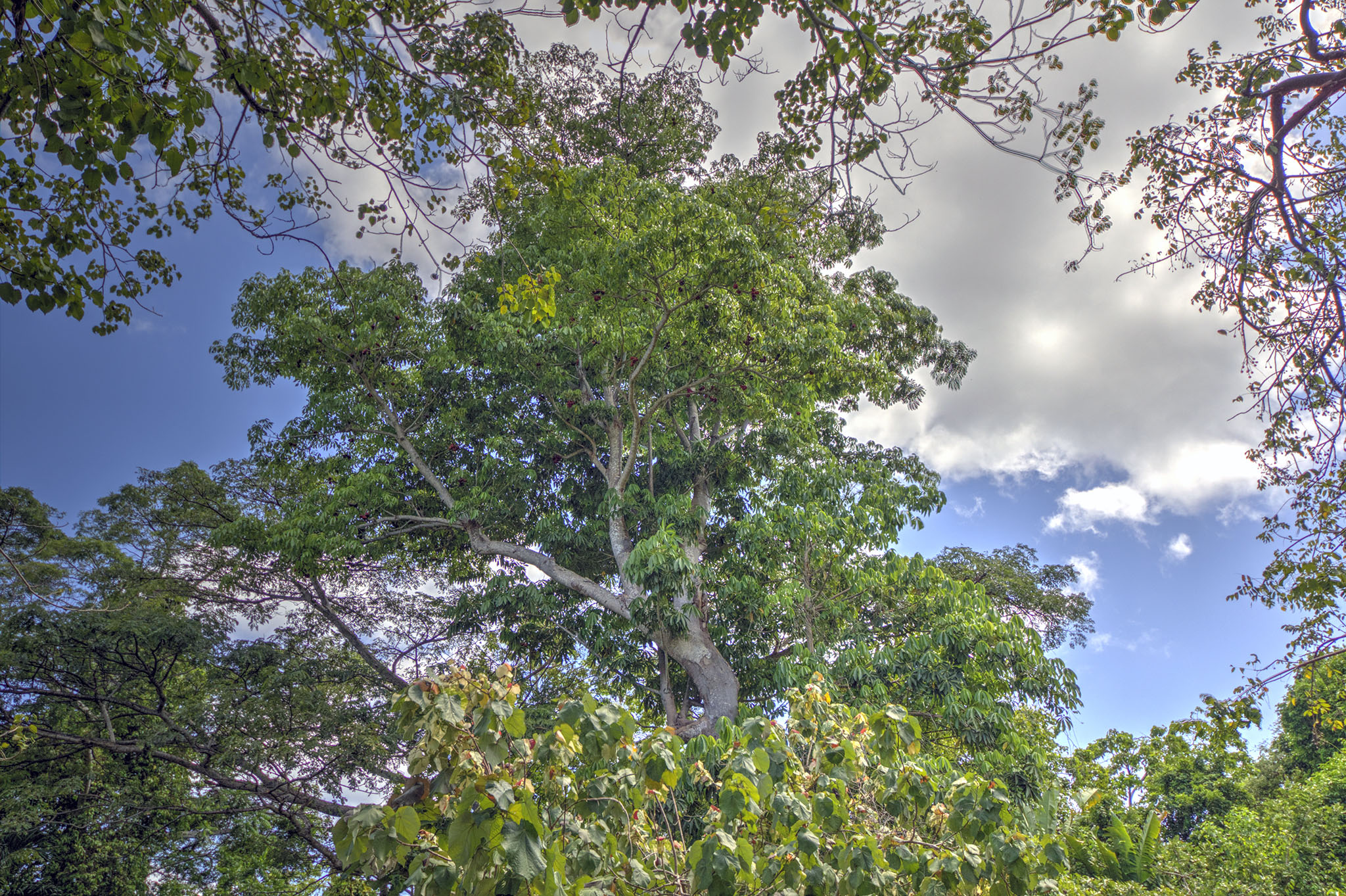 Almond Tree Species in Domesticus | World Anvil