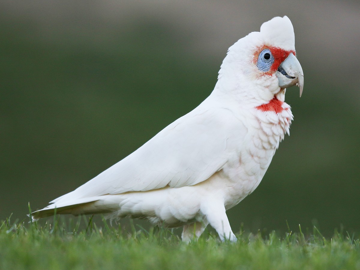 Long Billed Corella Species in Domesticus | World Anvil