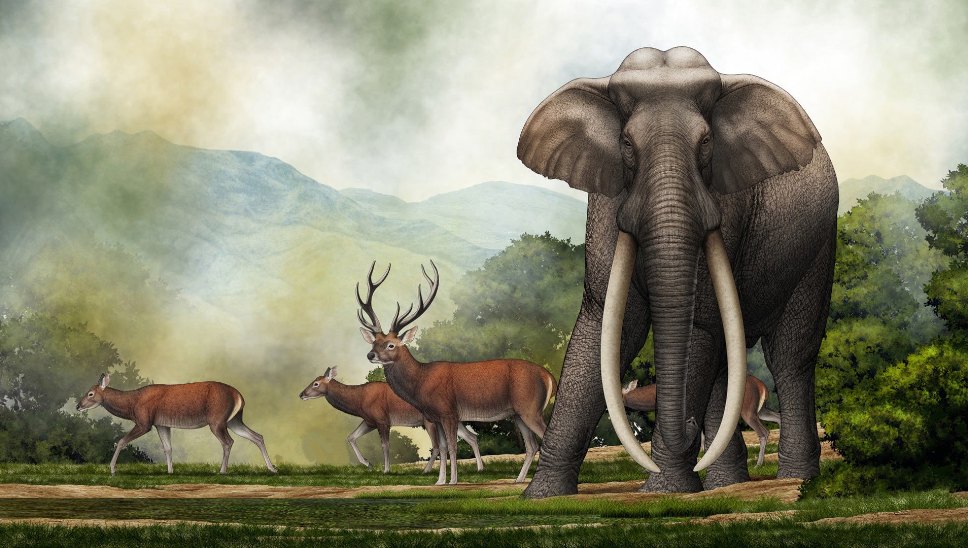 Southern Pachyderm Species in Thrae | World Anvil