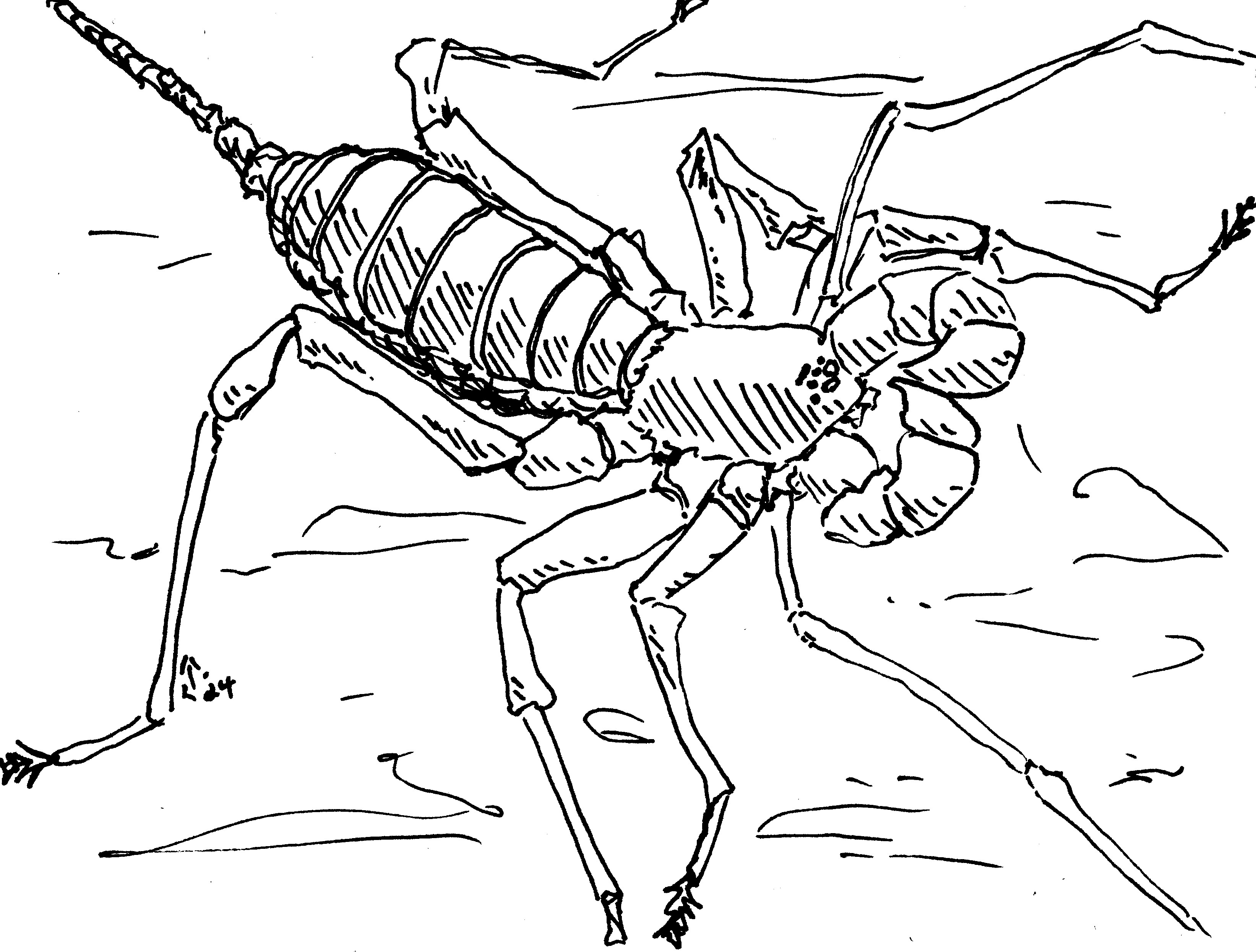 Uropygi Species in DraGwen | World Anvil