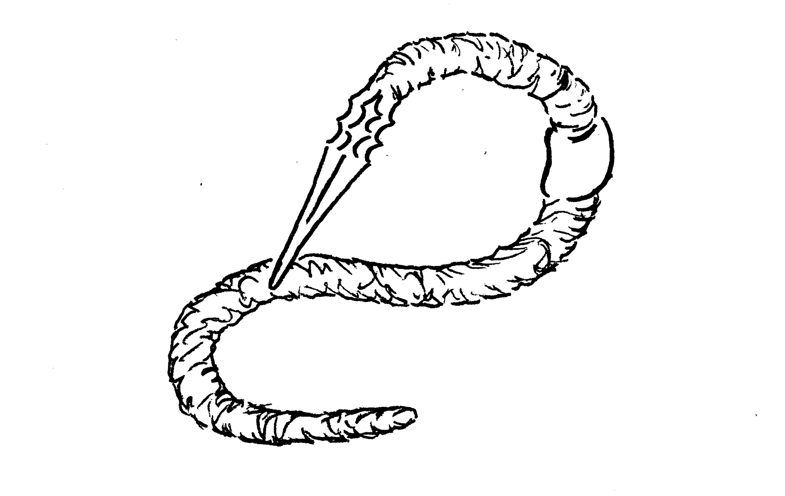 Augerino Species in DraGwen | World Anvil