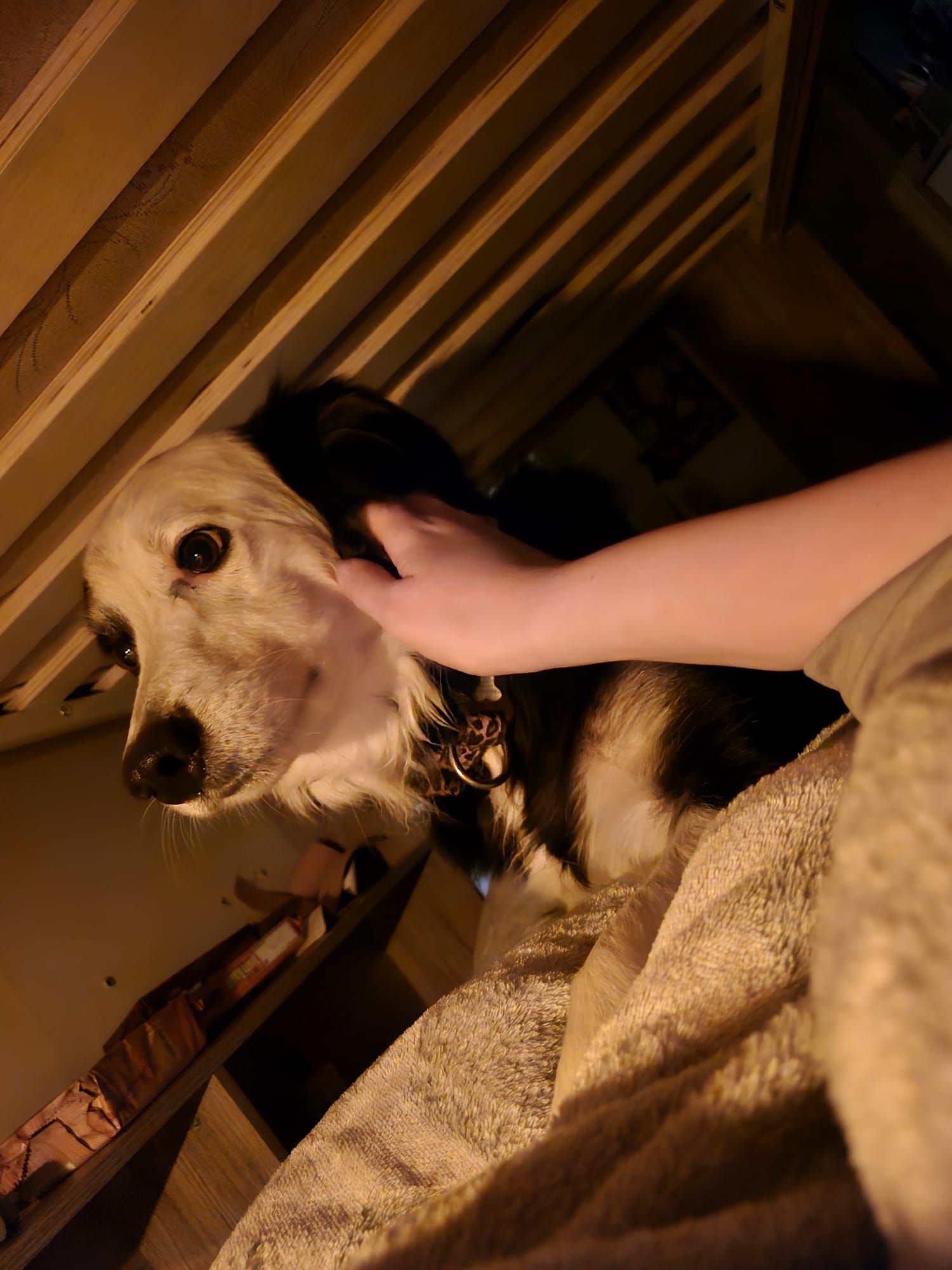 Maliva Star-Night | World Anvil